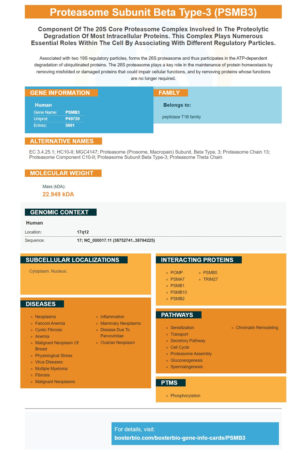 PSMB3 Antibodies & ELISA Kits, Proteasome 20S beta 3 Proteins