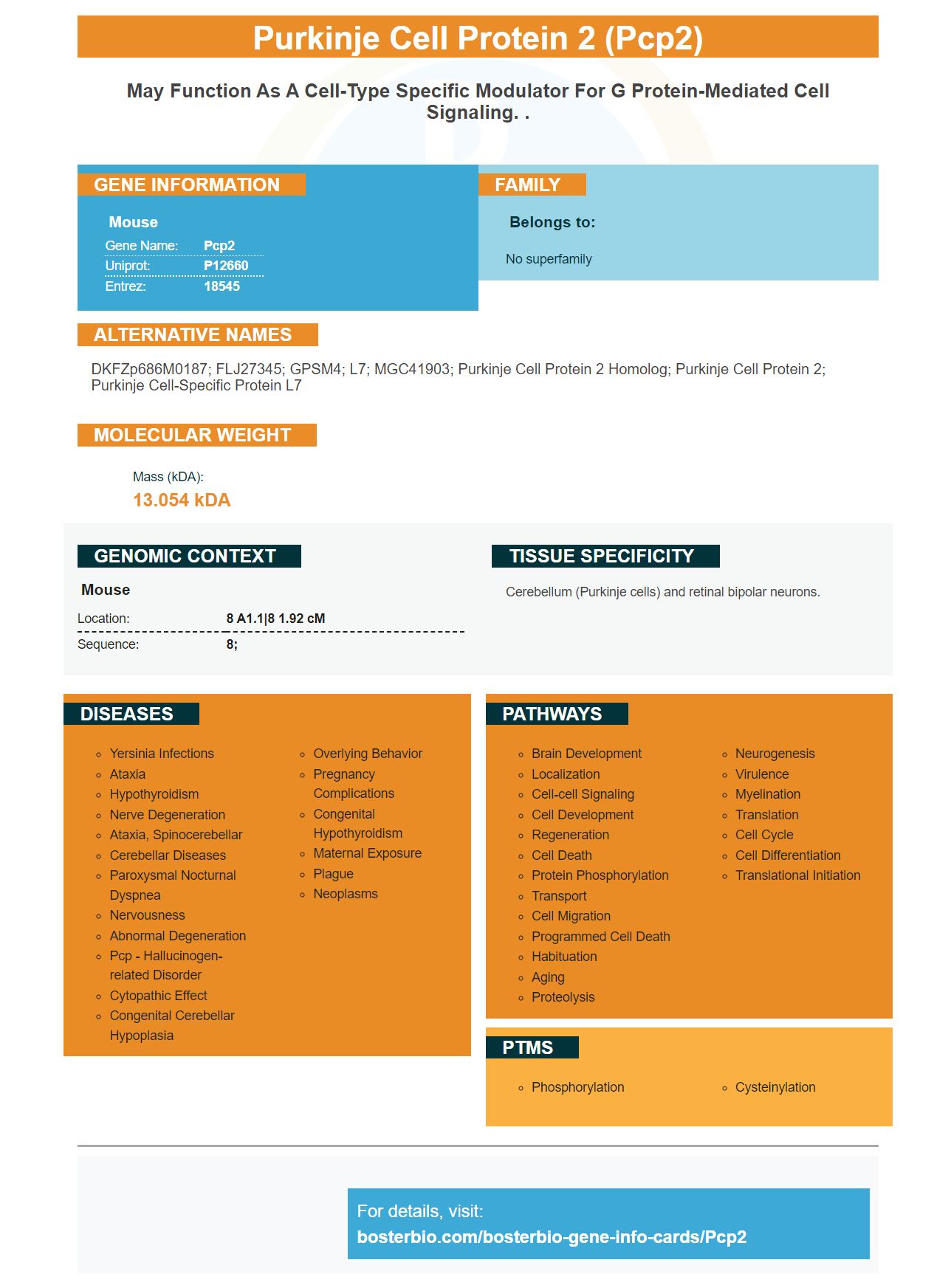 PCP2 Antibodies & ELISA Kits, PCP2 Proteins