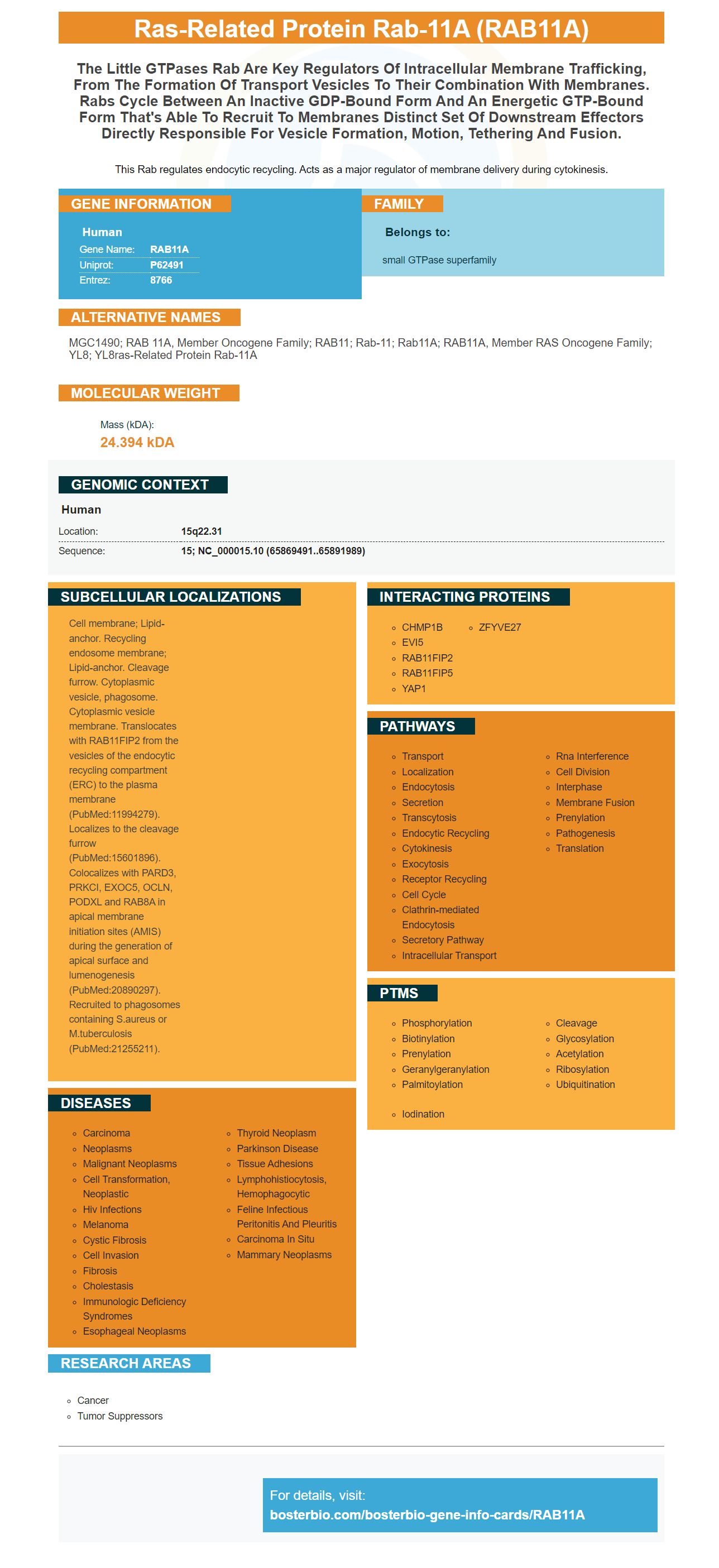 RAB11A Antibodies & ELISA Kits, RAB11A Proteins