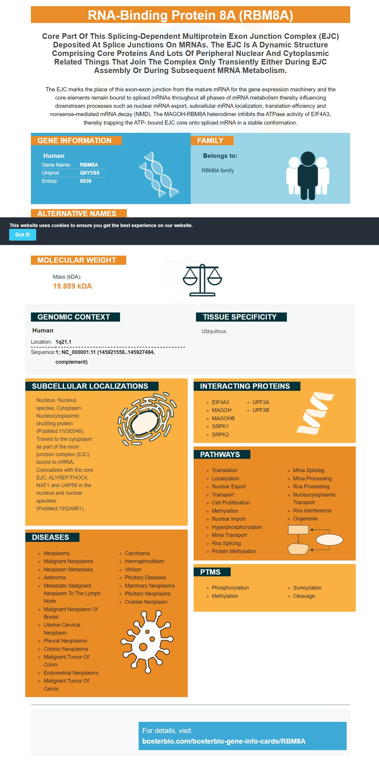 RBM8A Antibodies & ELISA Kits, RBM8A Proteins