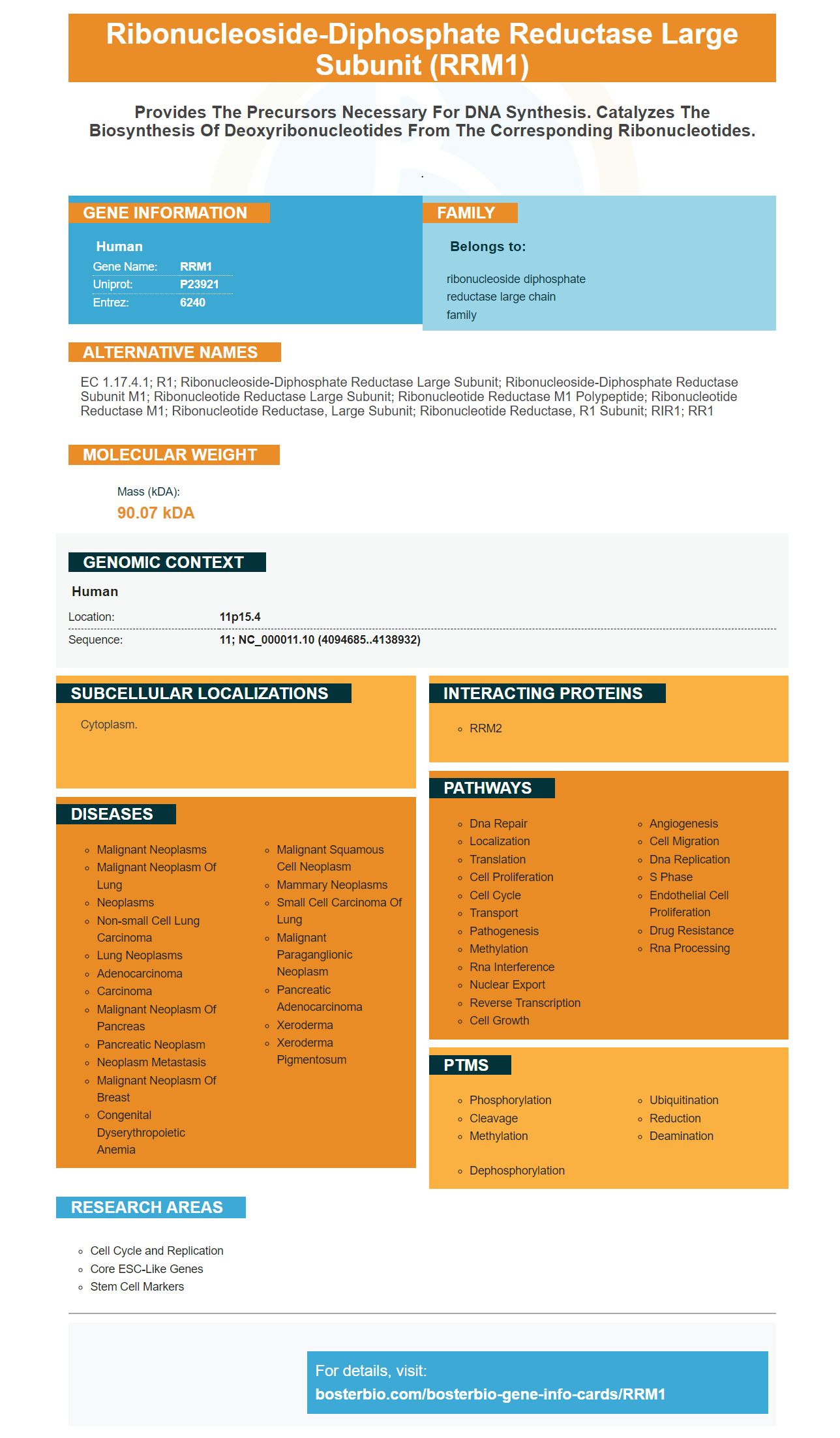 RRM1 Antibodies & ELISA Kits, RRM1 Proteins