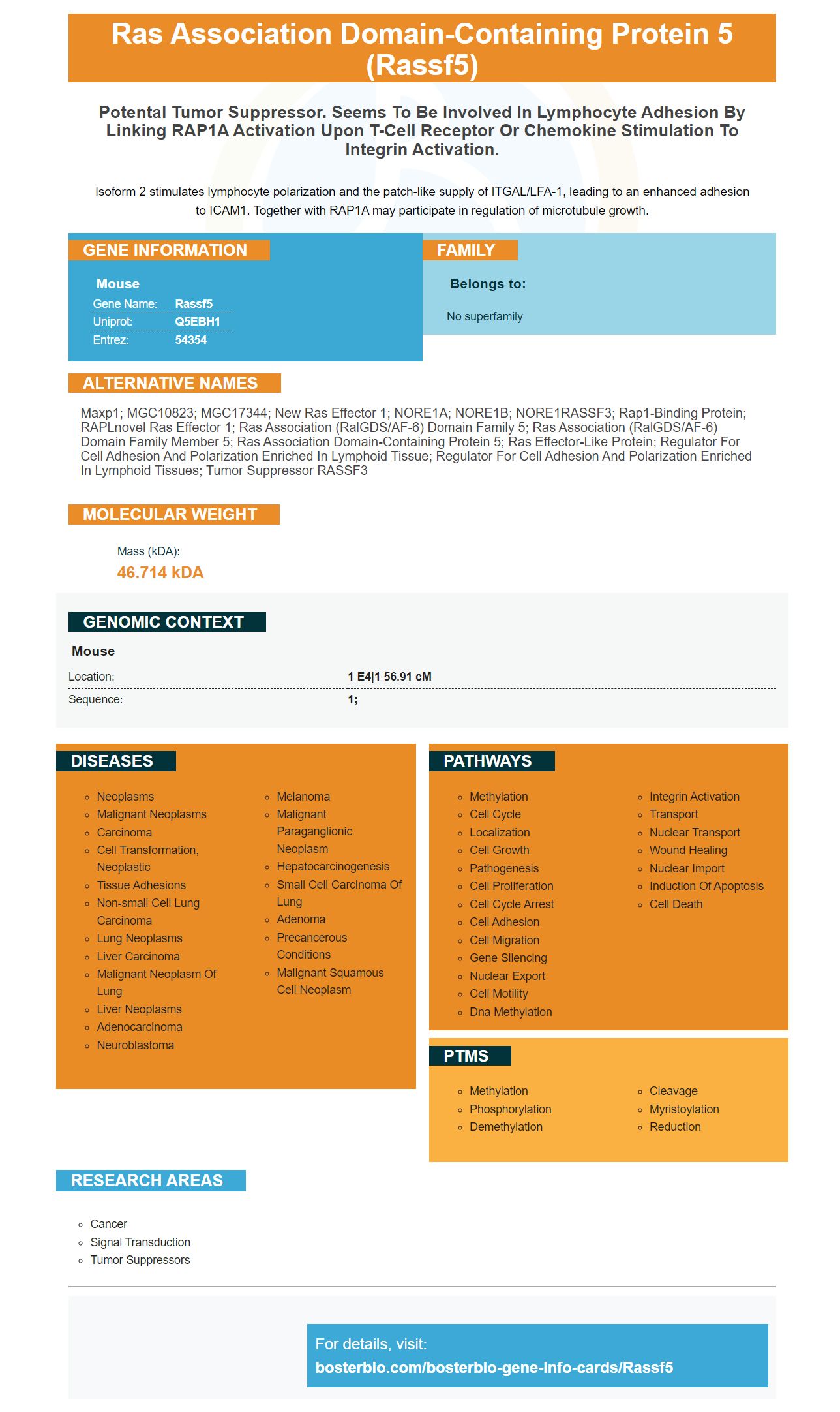 RASSF5 Antibodies & ELISA Kits, NORE1 Proteins