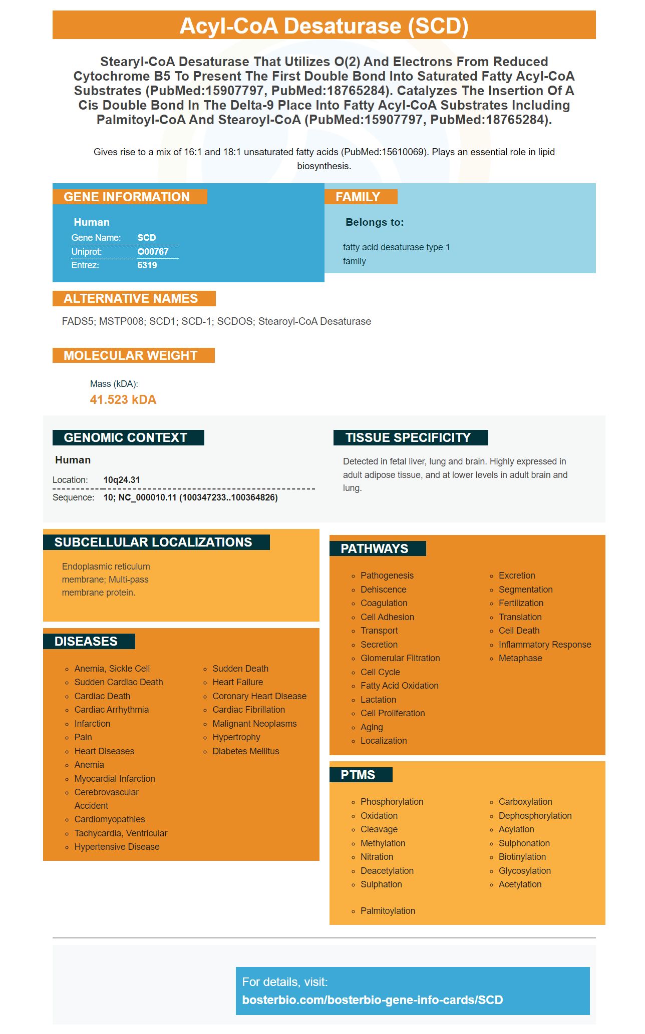 SCD Antibodies & ELISA Kits, SCD-1 Proteins