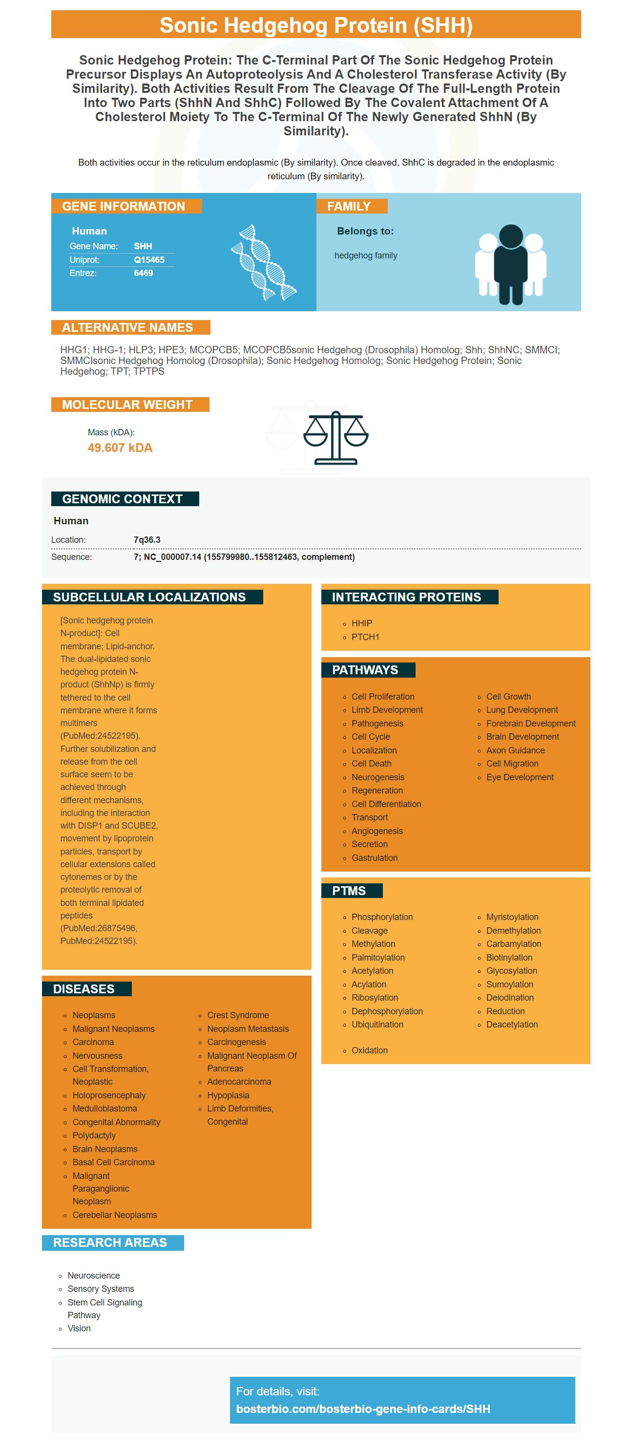 Sonic Hedgehog Protein