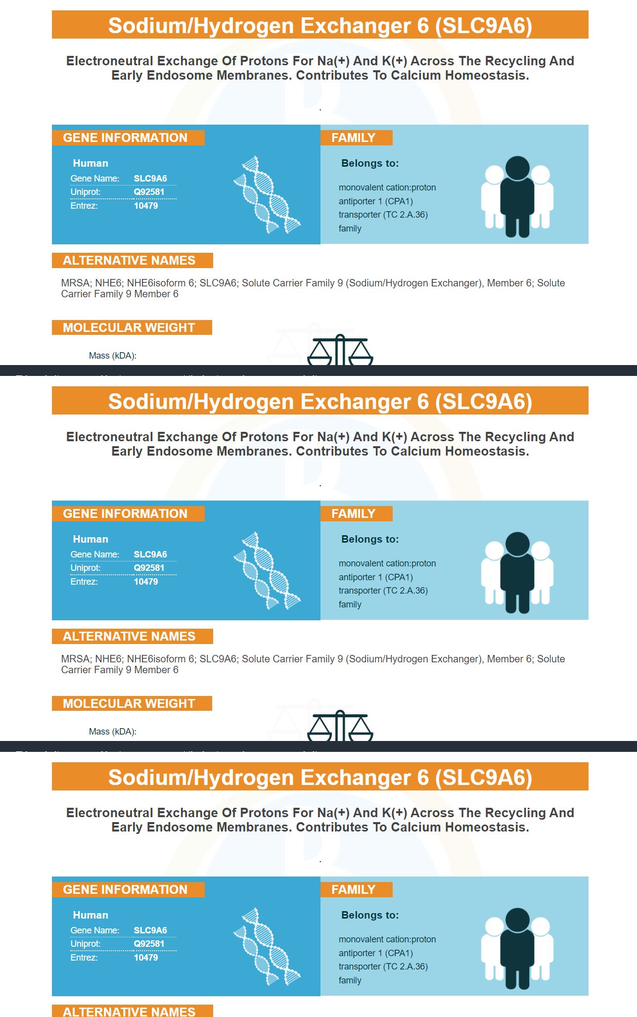 SLC9A6 Antibodies & ELISA Kits, NHE6/SLC9A6 Proteins