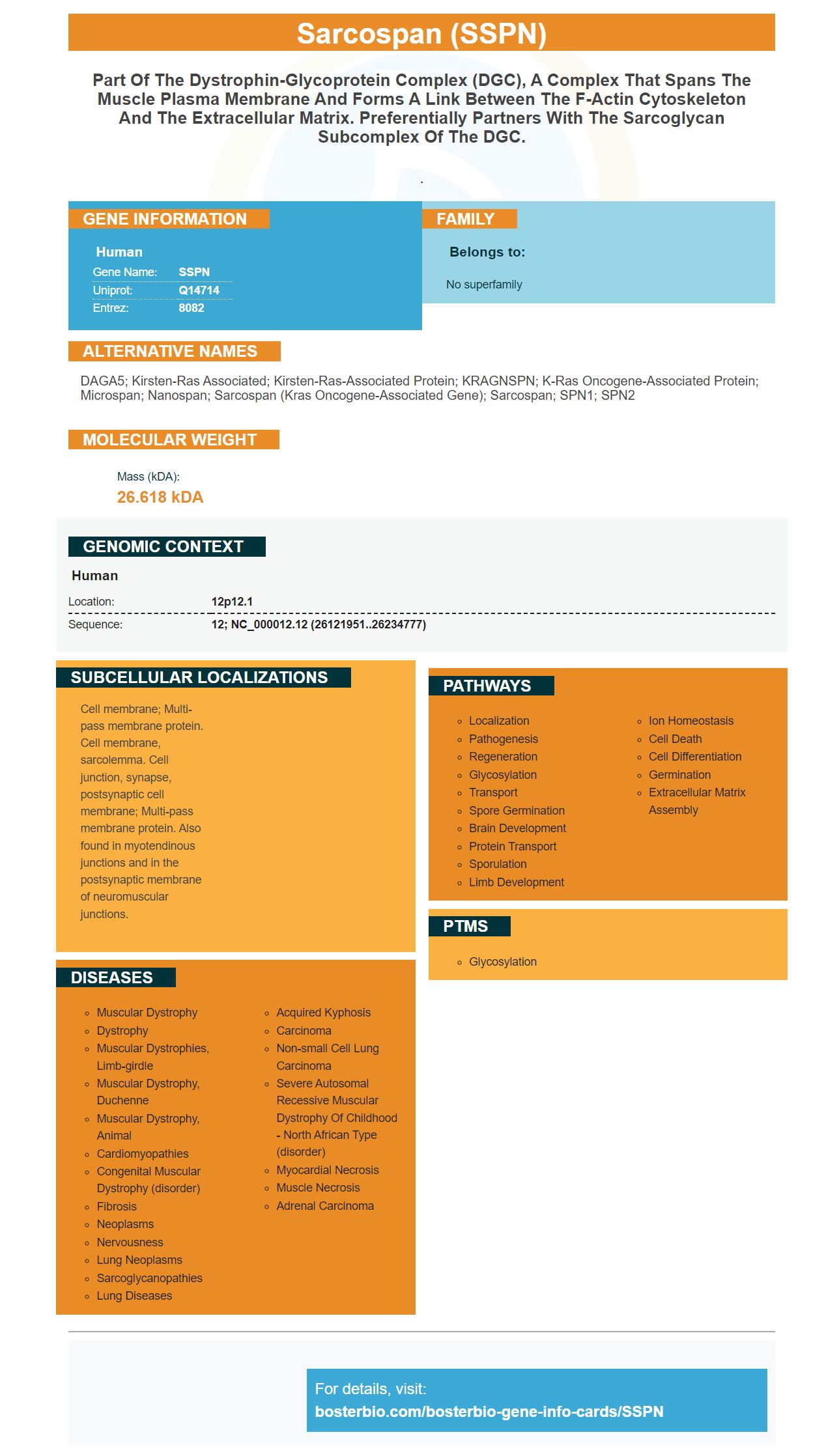 SSPN Antibodies & ELISA Kits, SSPN Proteins