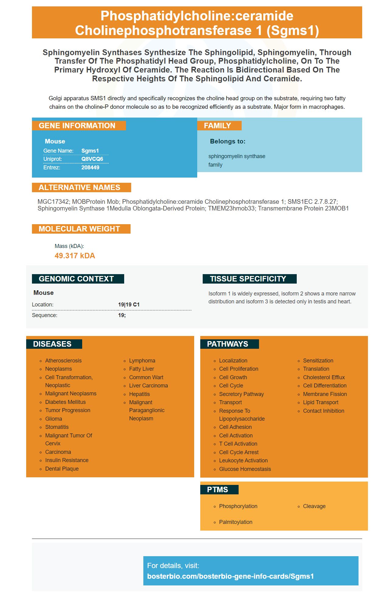 SGMS1 Antibodies & ELISA Kits, Sphingomyelin synthase 1 Proteins