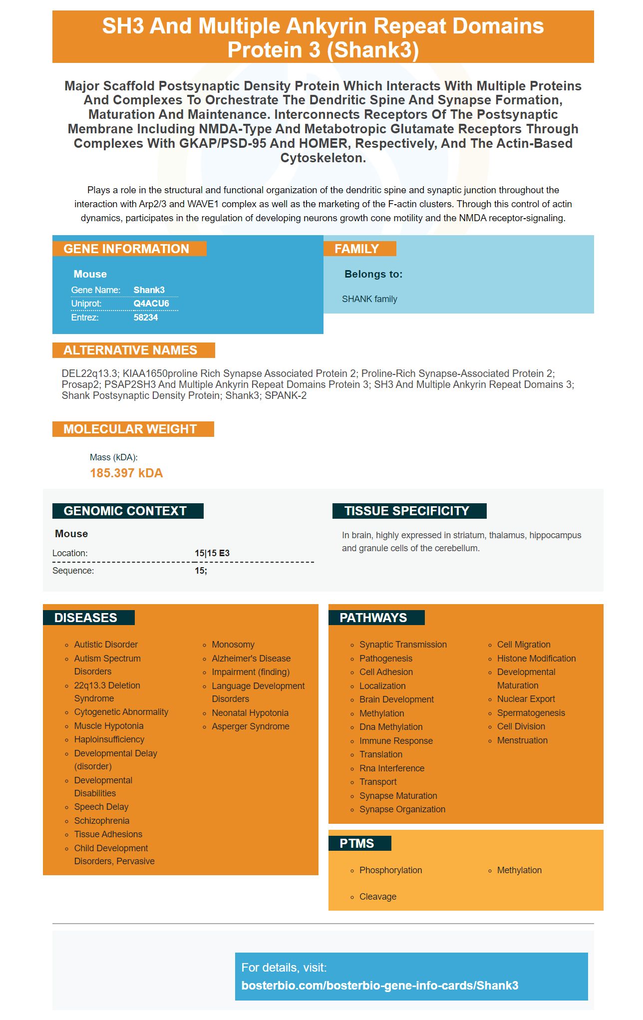 SHANK3 Antibodies & ELISA Kits, SHANK3 Proteins