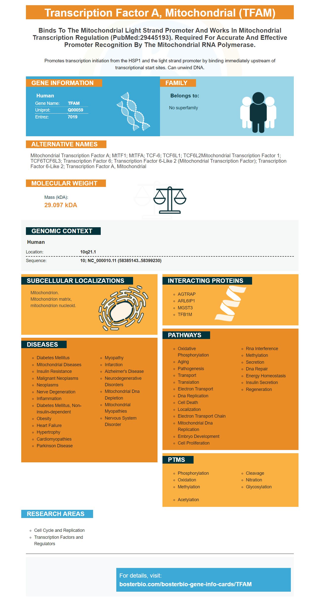 TFAM Antibodies & ELISA Kits, mtTFA Proteins