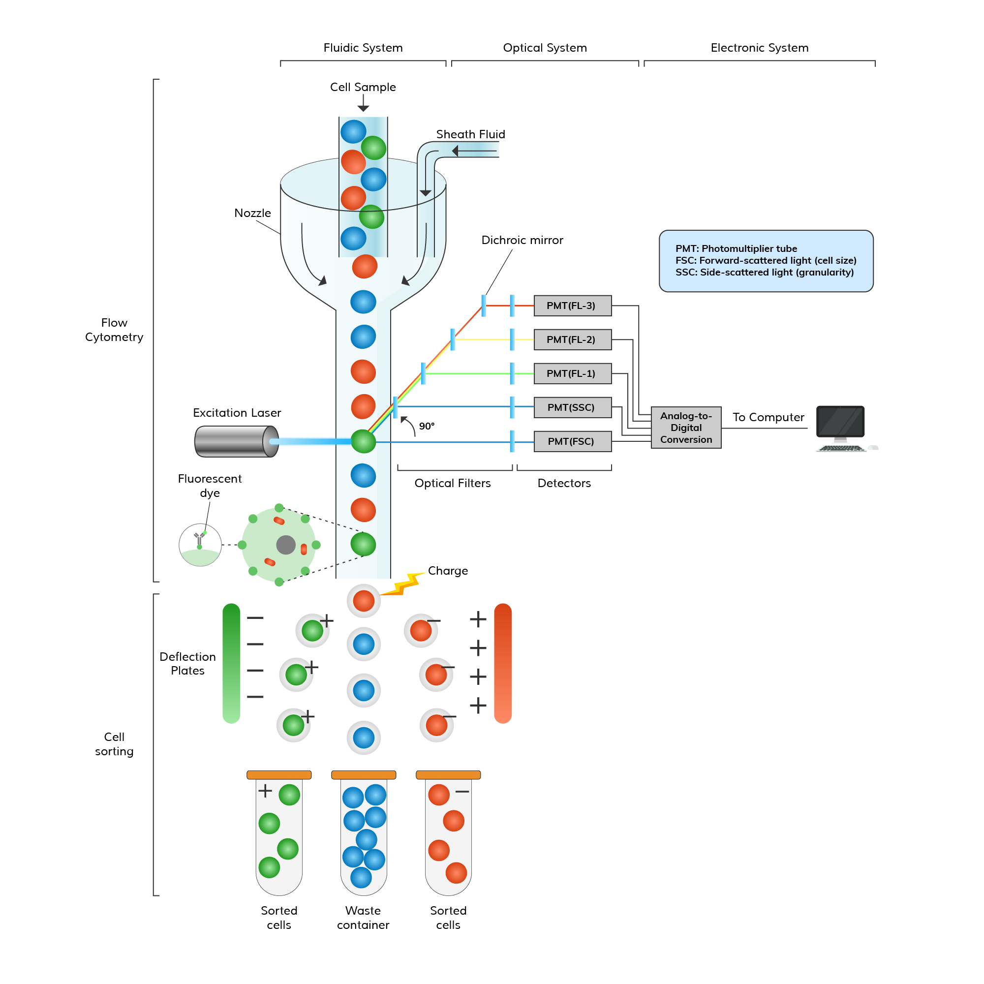 What Is Facs Sorting - Infoupdate.org
