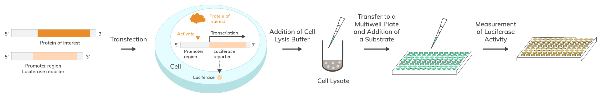 Reporter Cell Lines