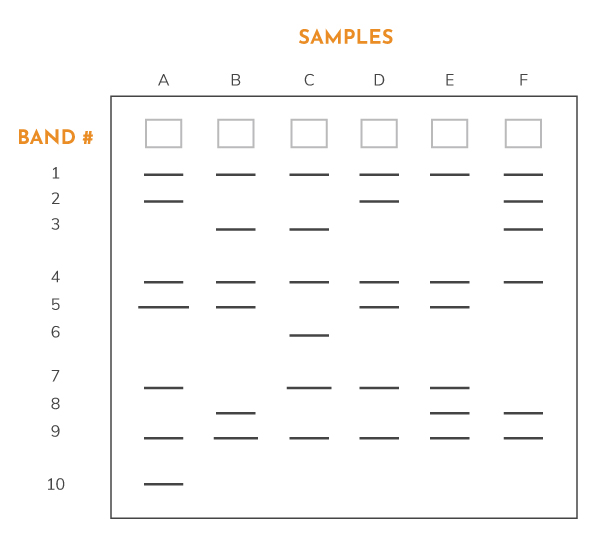 Western blot ladder of protein sizes - leaguevolf