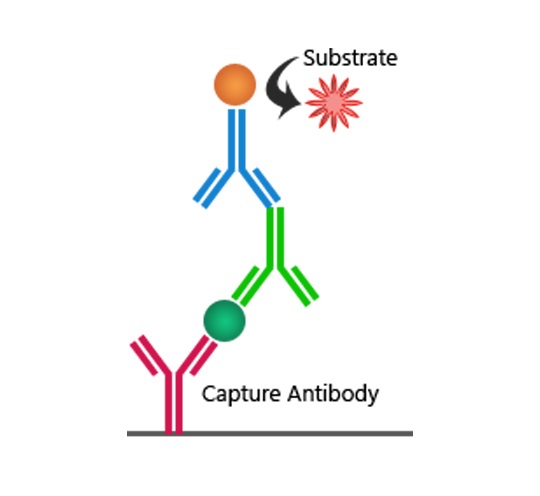 What Are The Different Types Of Elisa