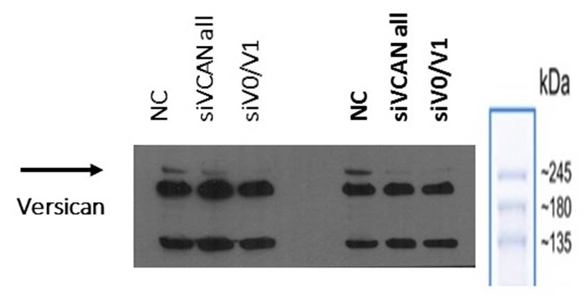 Versican/VCAN Antibody