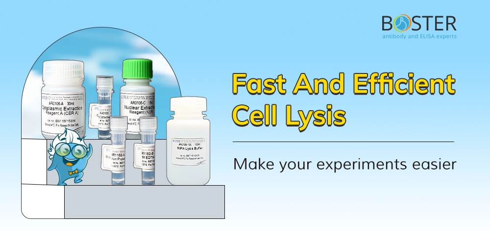 What Is A Cell Lysis Solution - Infoupdate.org