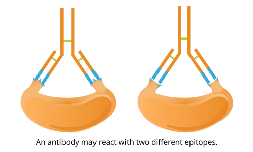 How to Determine Antibody Cross-Reactivity | Boster Bio
