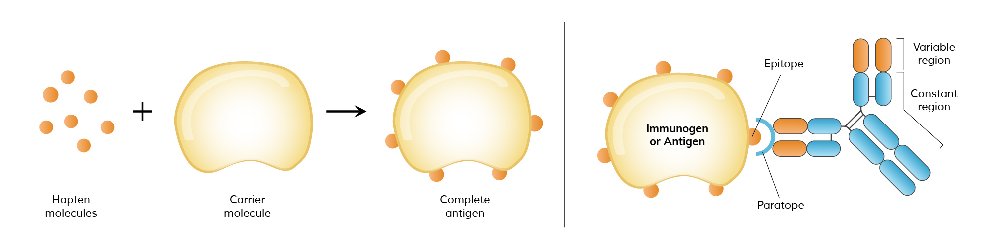 Antibody Antigen Epitope Masking Terminal Neo Epitopes Of Linear