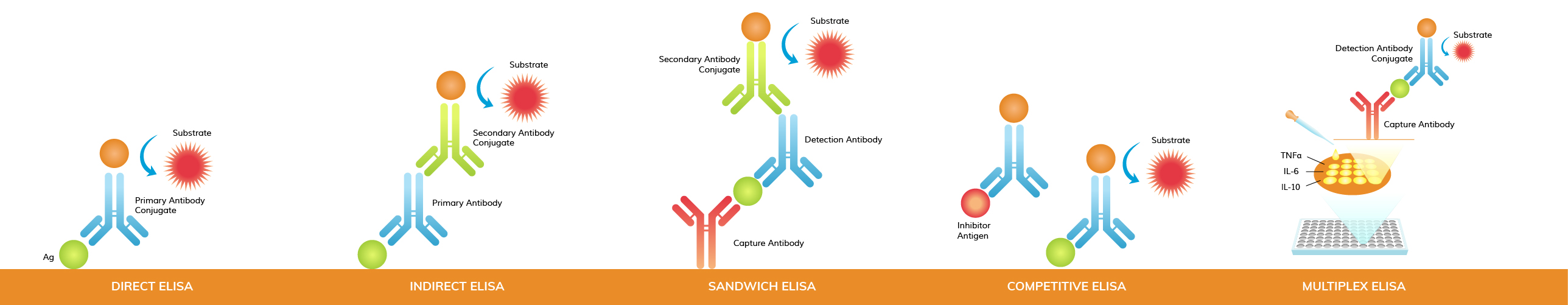 5 Types Of Elisathe Differences And Principle Explained An