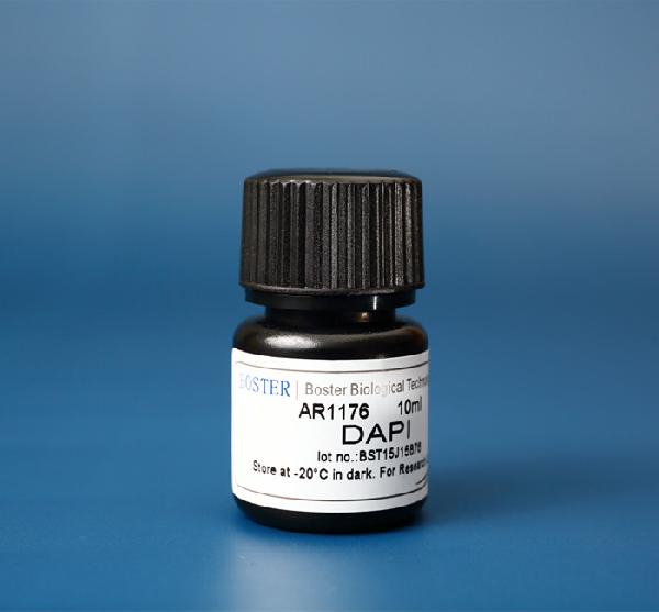 Mycoplasma Dapi