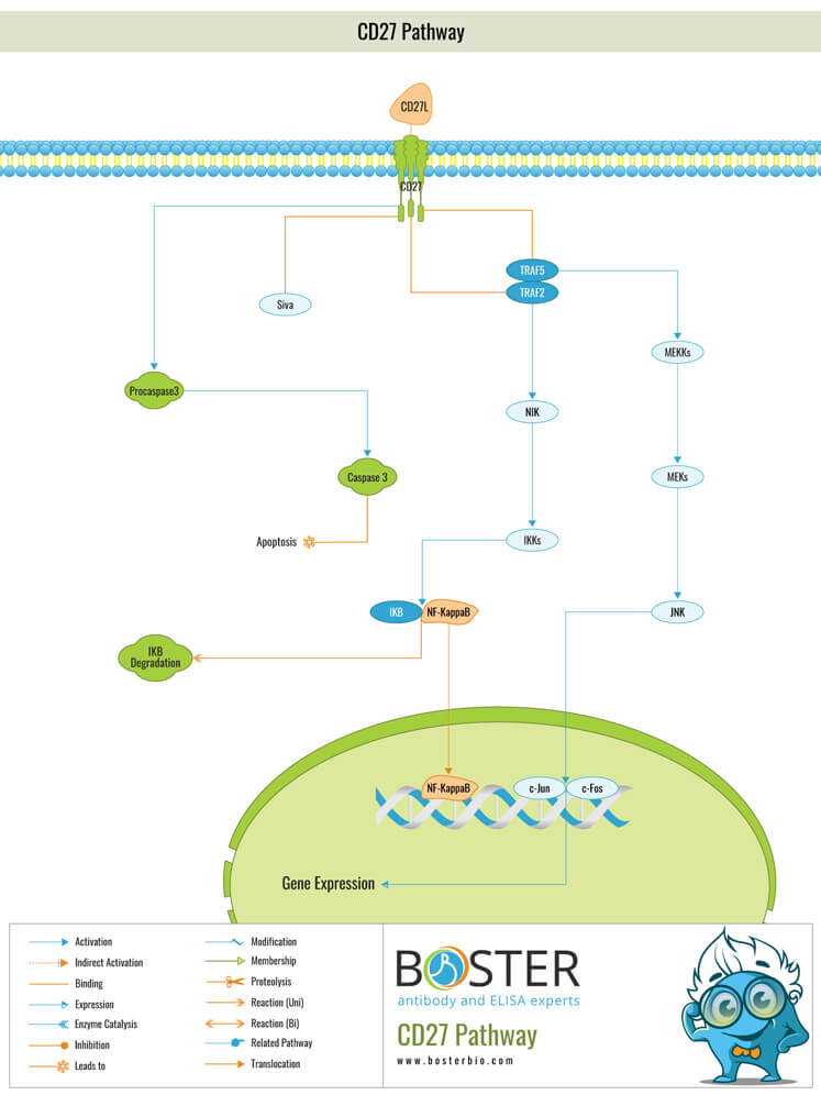 Boster Pathway Maps | Bosterbio