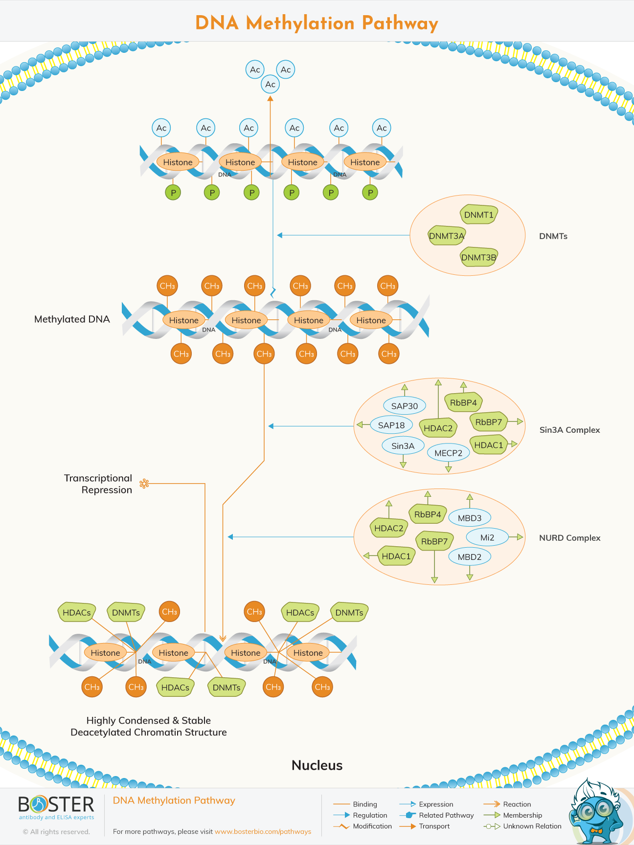 Process Of Dna Methylation