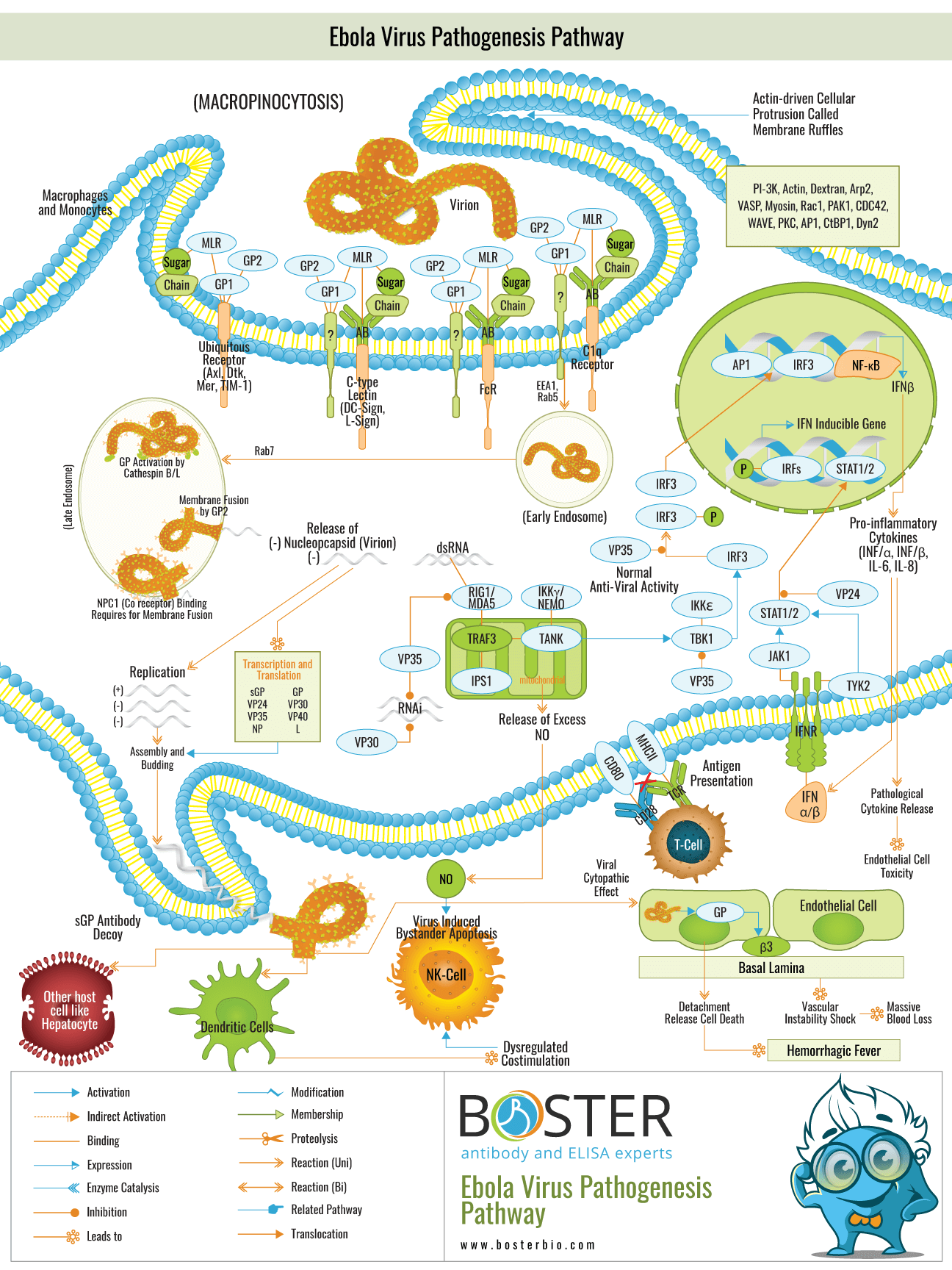 Boster Pathway Maps