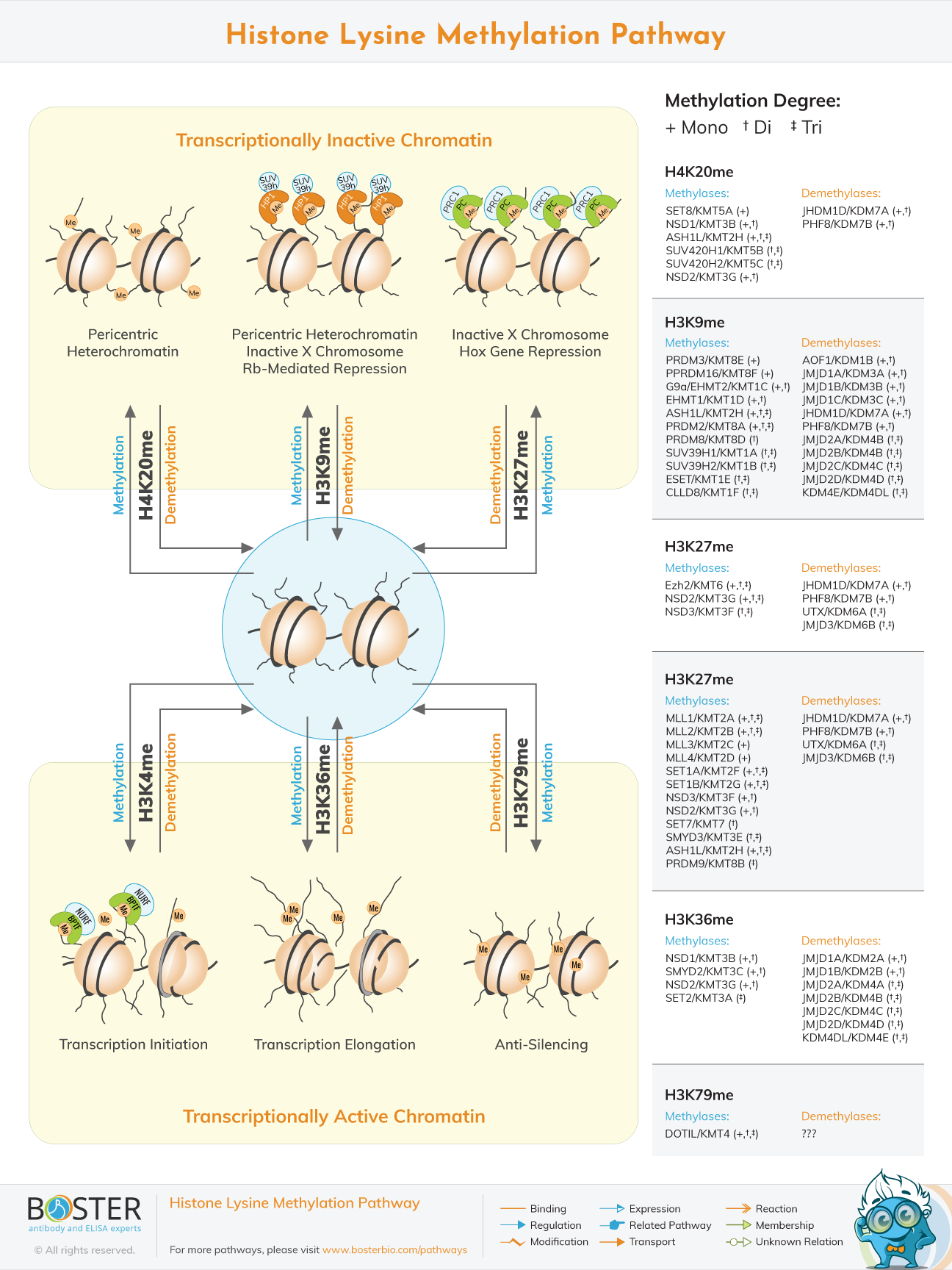 Histone Lysine Methylation Pathway