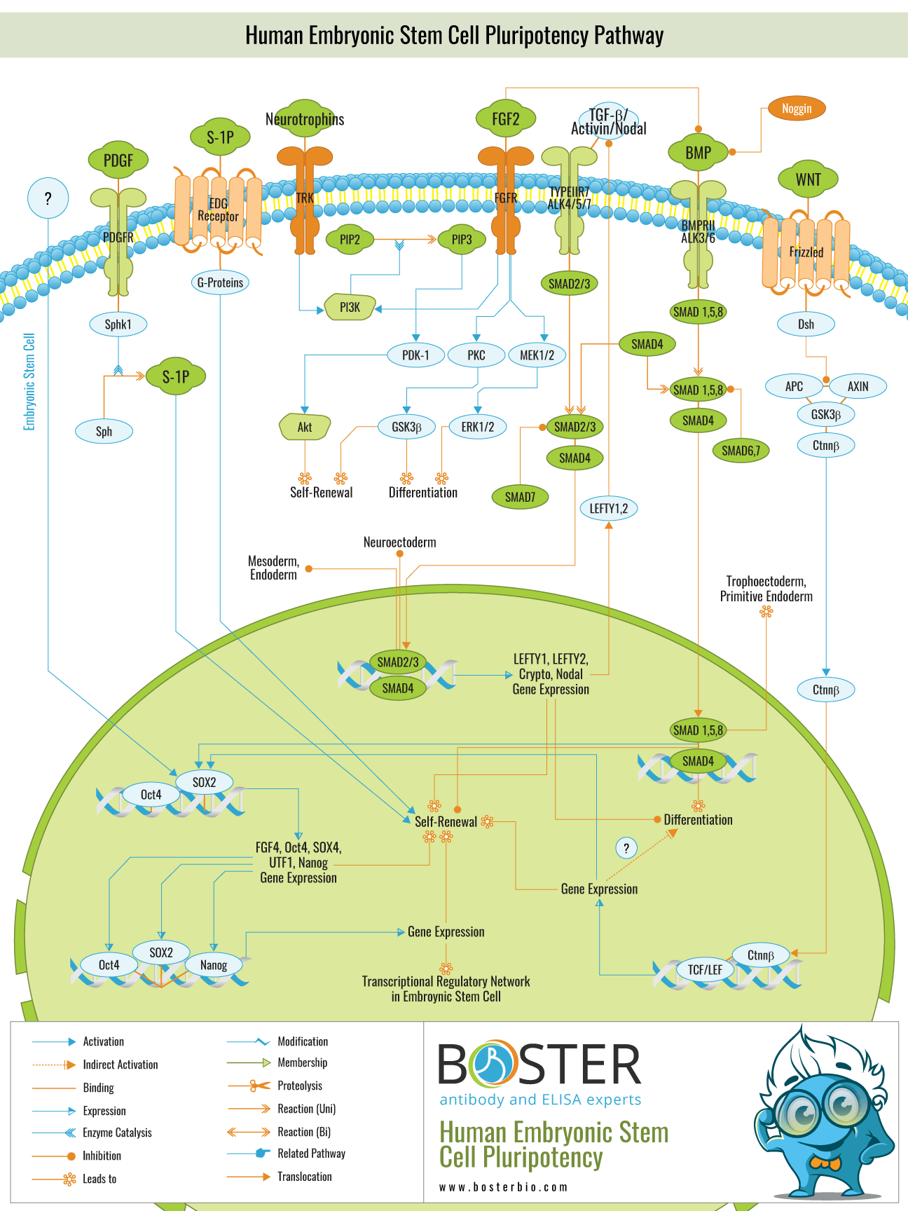 Human Embryonic Stem Cell Pluripotency Pathway