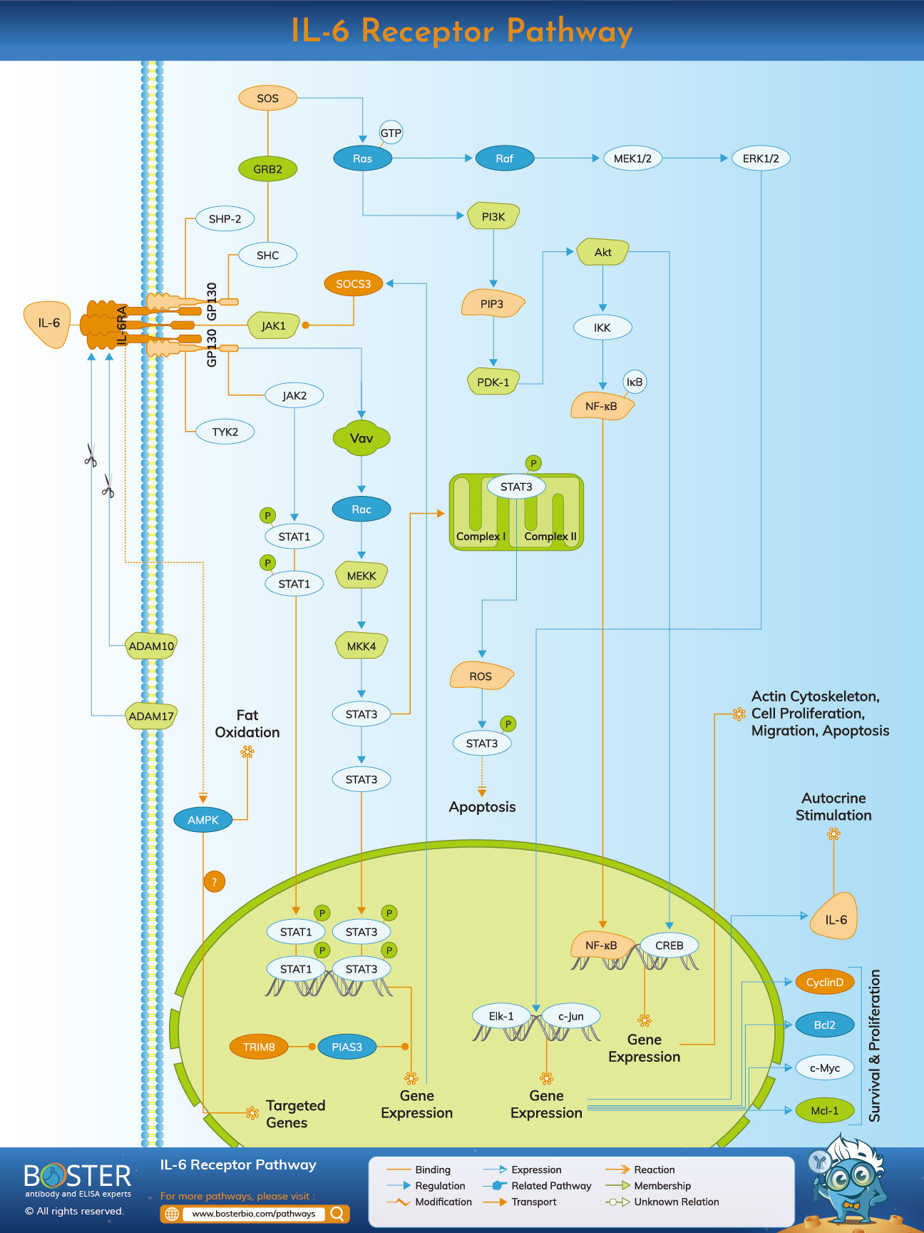 Download 2 Immunology Pathway PDFs Here!