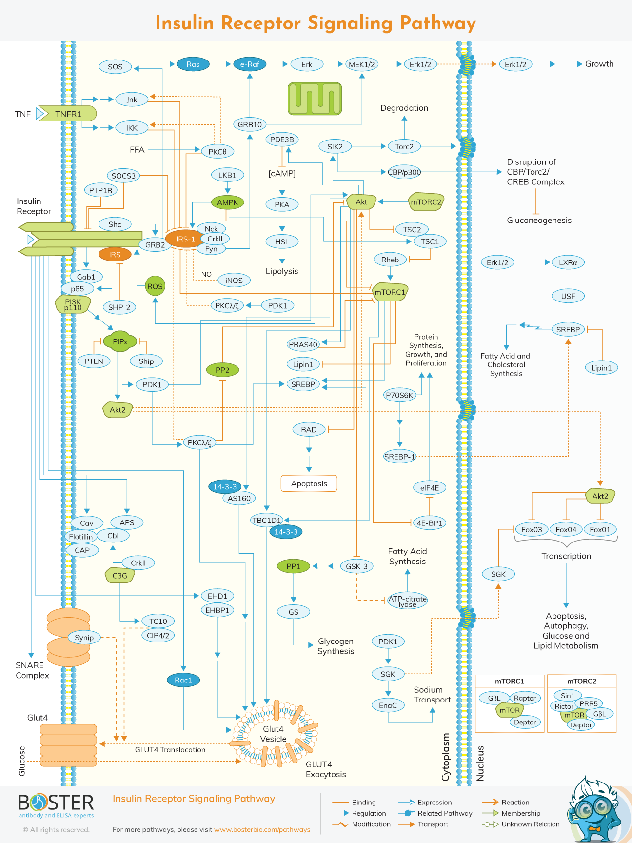 Insulin Signaling