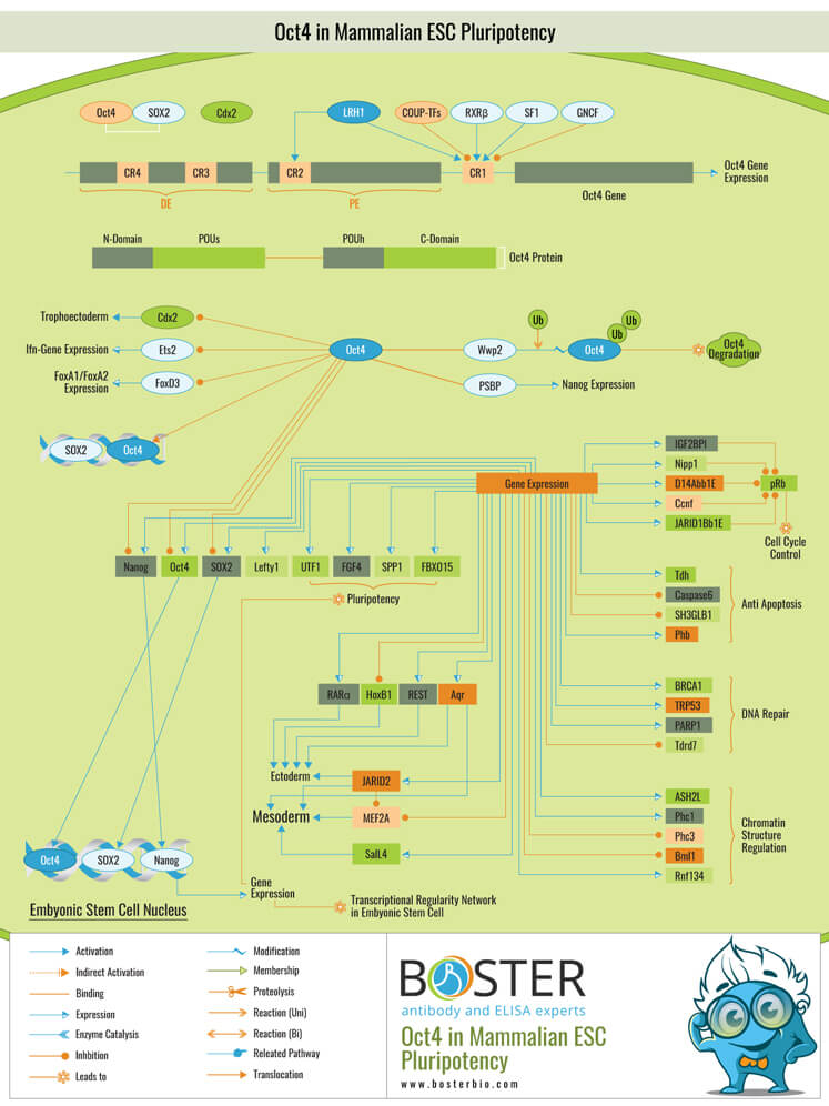 Oct4 in Mammalian ESC Pluripotency Pathway