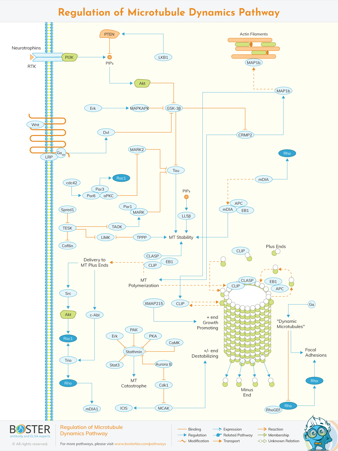 Microtubule