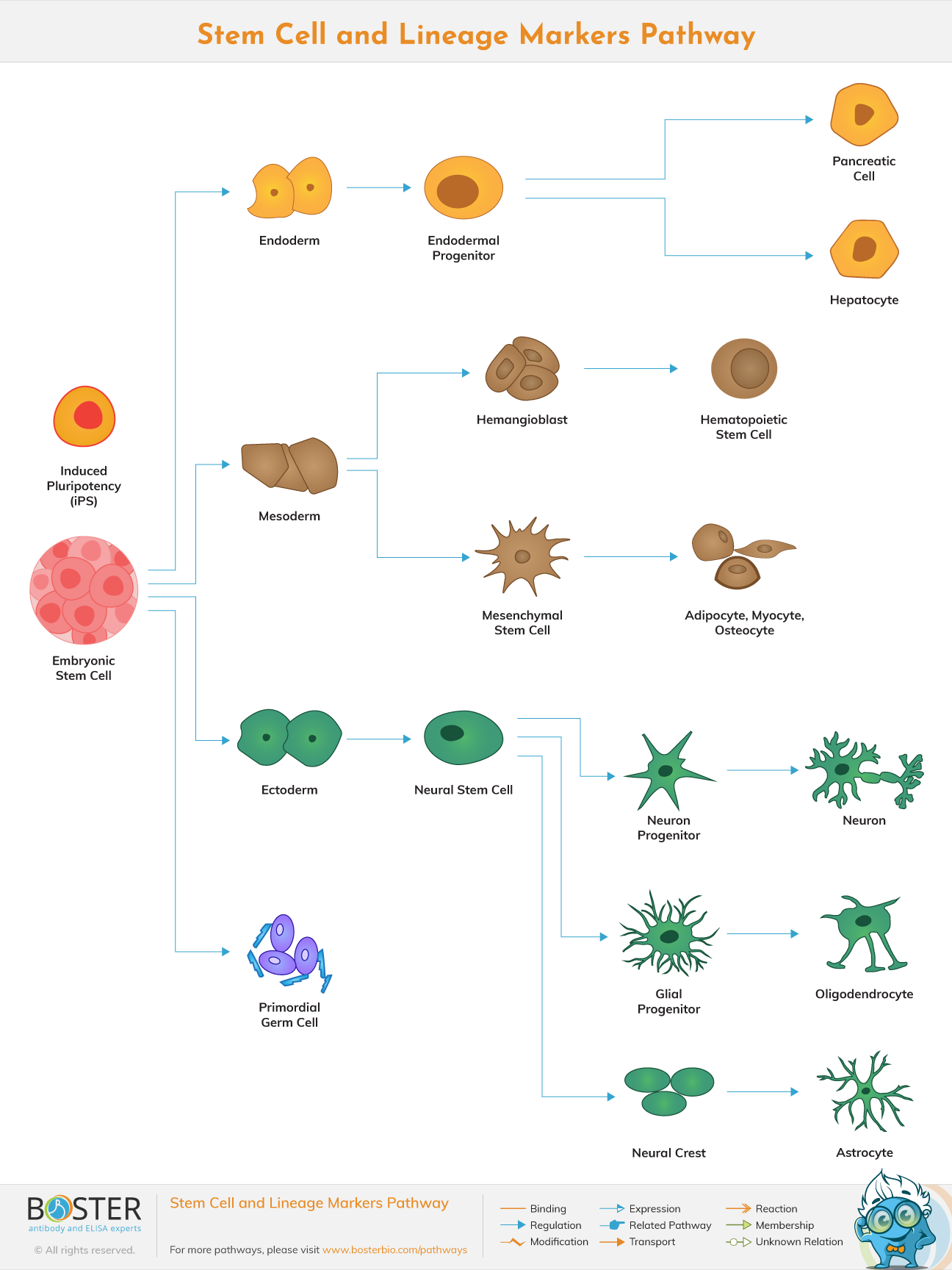 Validated Antibodies For Ectodermal Stem Cell Lineage