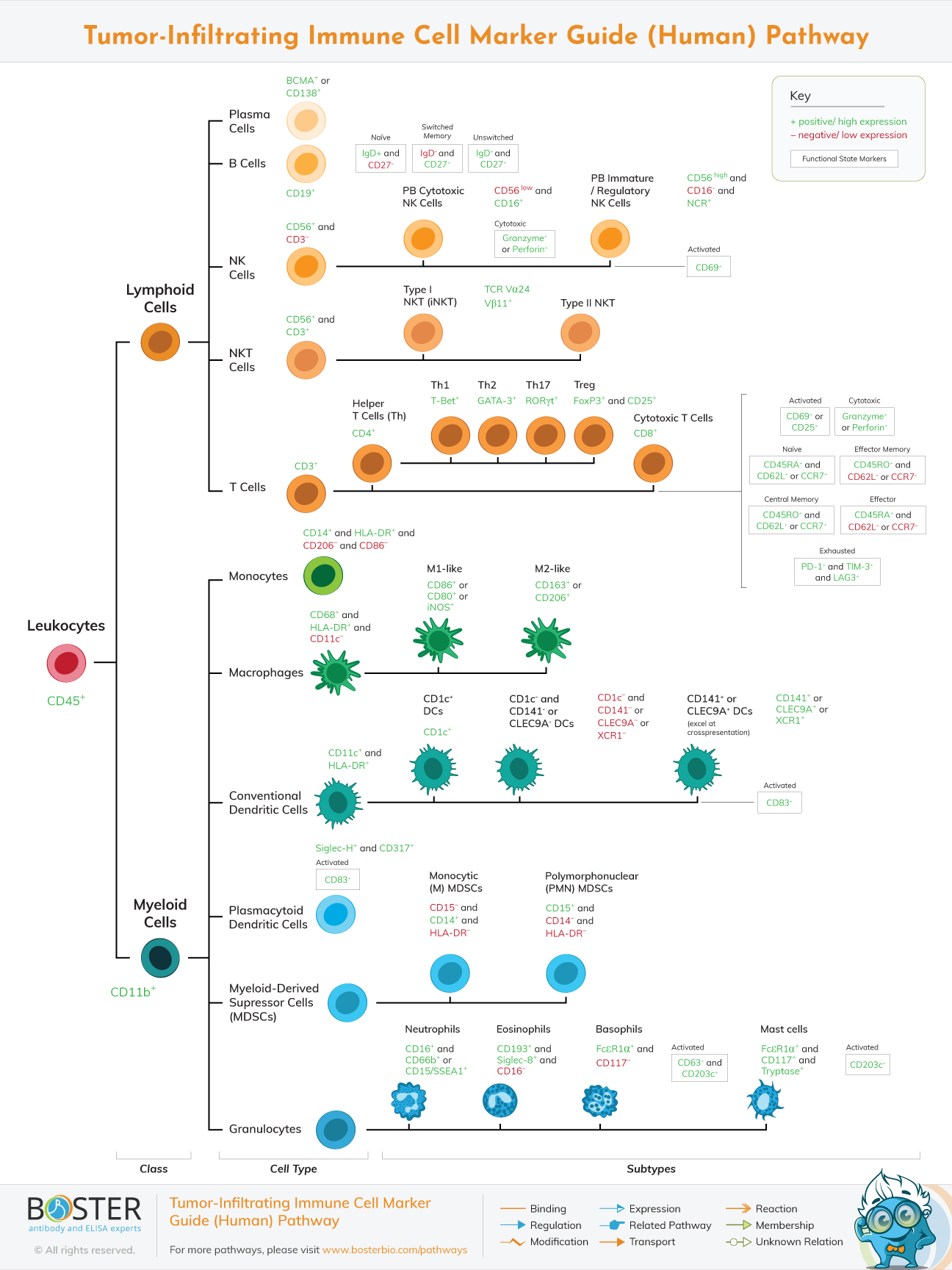 Marker Binding Chart