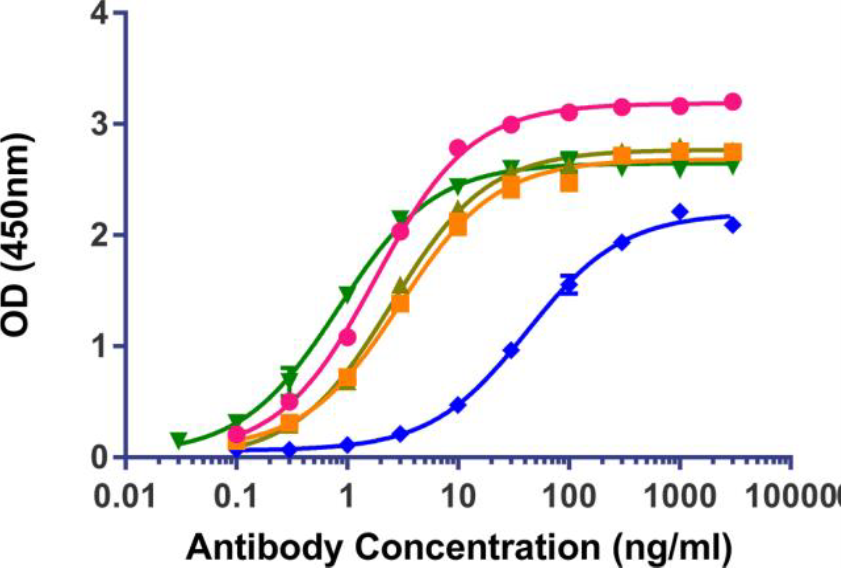 Custom Rabbit Monoclonal Antibody Discovery Service | Boster Bio