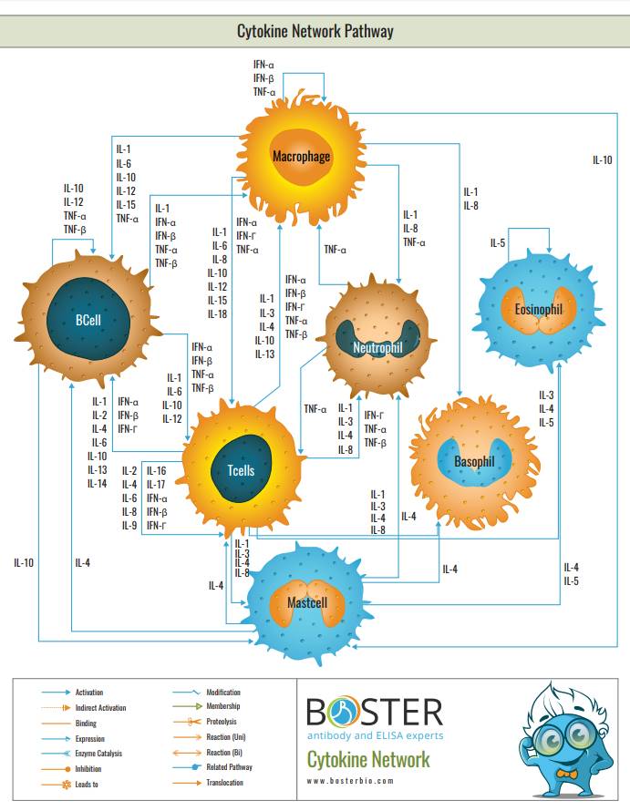 RIPA Lysis Buffer | Boster